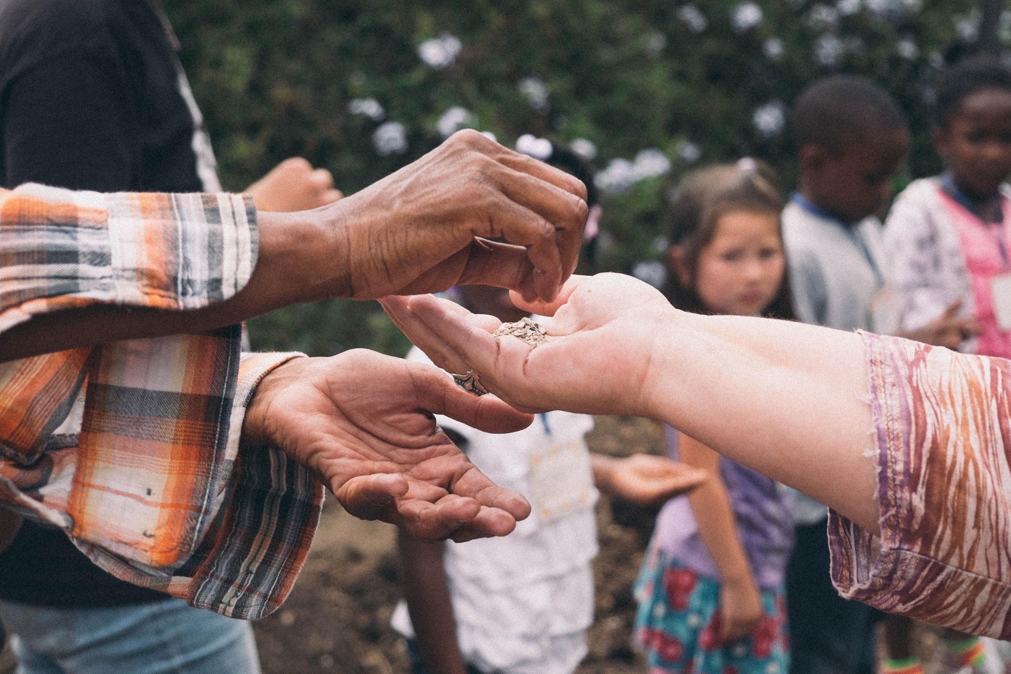 Growing Together Plants 100 Peace Trees - Rose Foundation
