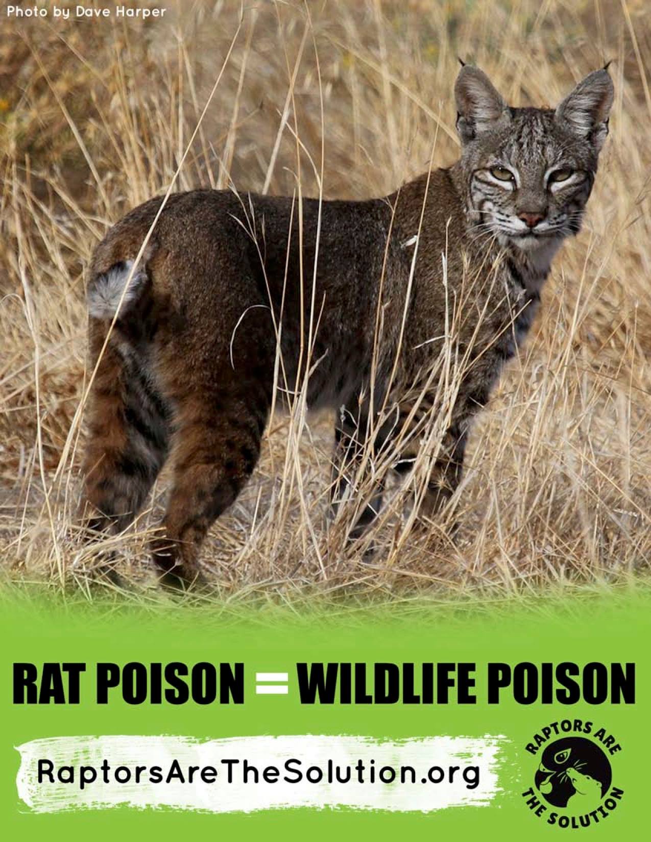 Wildlife advocacy group working to rid state of rat poisons - Rose ...