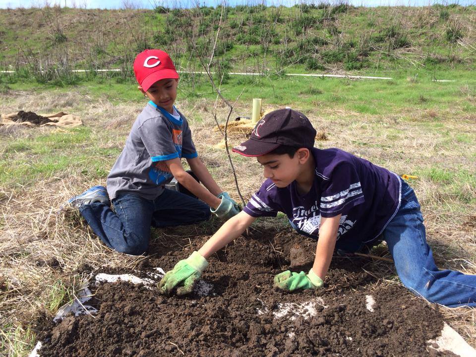 Sacramento tree program made for the shade - Rose Foundation